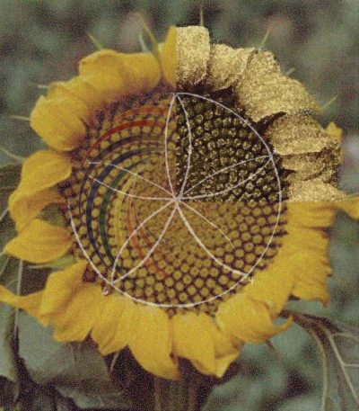 Sydney Rudolf Steiner College – Delivering the work and ideas of Rudolf ...